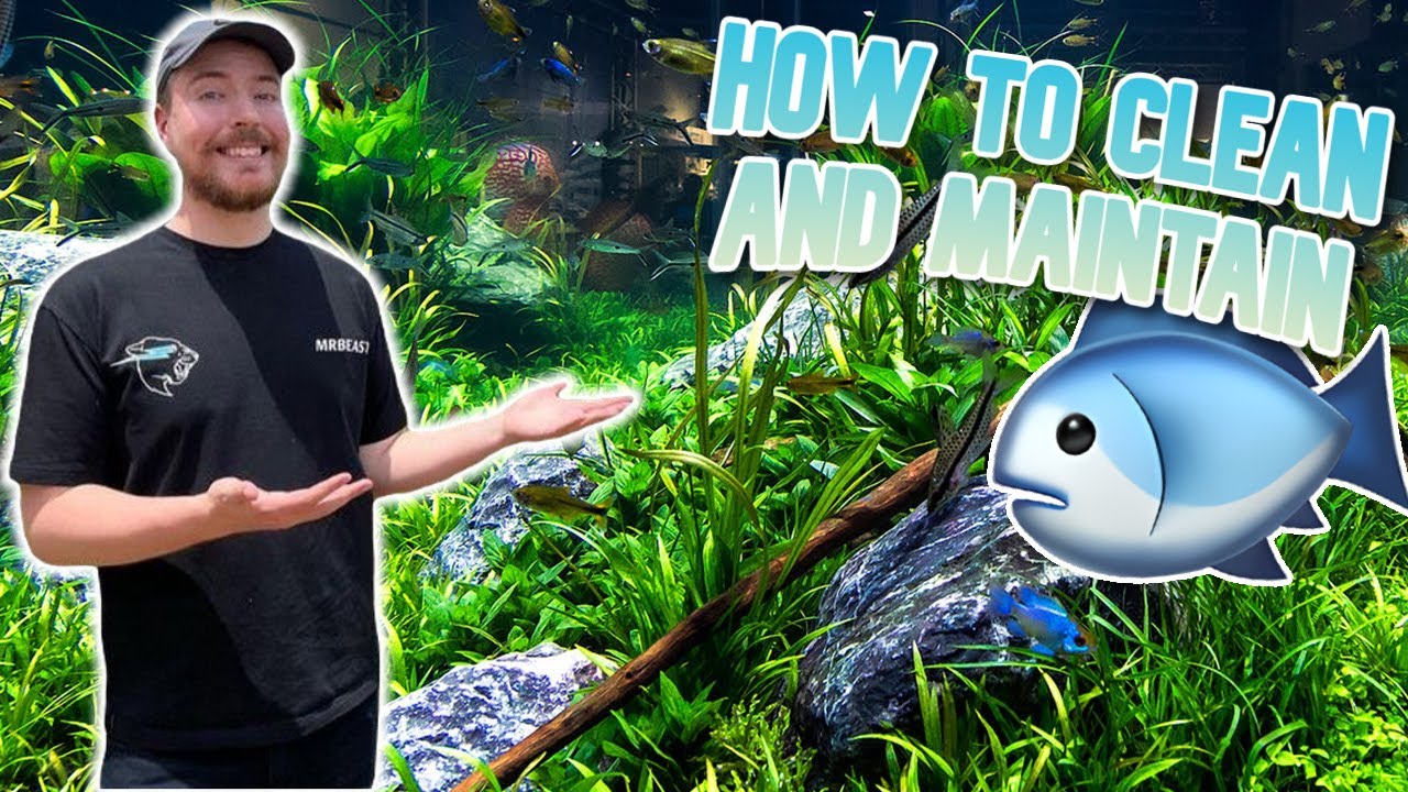HOW I CLEAN AND MAINTAIN MY $1000 FISH TANK - YouTube