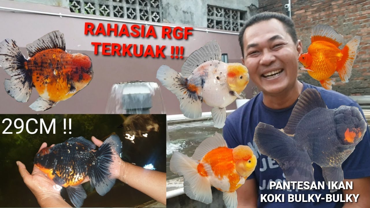 PANTESAN IKANNYA GEDE SEMUA, JADI INI RAHASIA IKAN KOKI GENDUT DAN ...