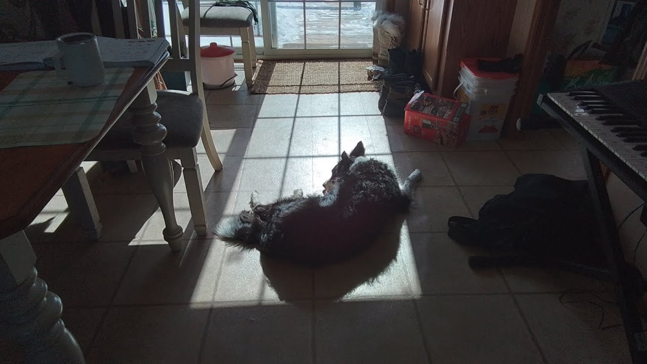 Daisy, the dog bathing in the sun. - YouTube