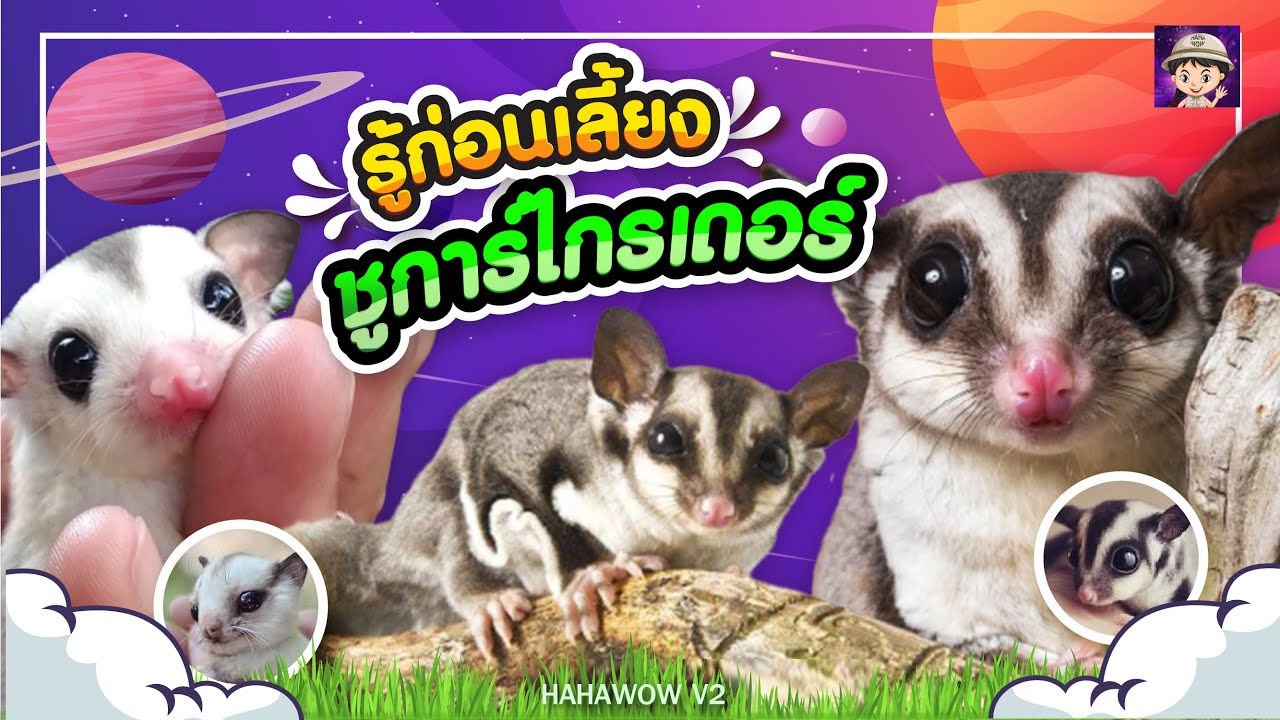 ชูการ์ไกรเดอร์ อัพเดทราคา 2021 /Sugar Glider รู้ก่อนเลี้ยง - YouTube