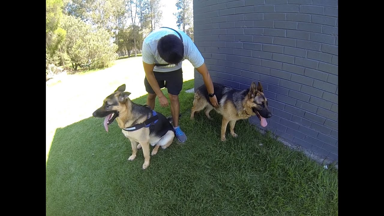 German Shepherd Dog Chase 2 years old. - YouTube