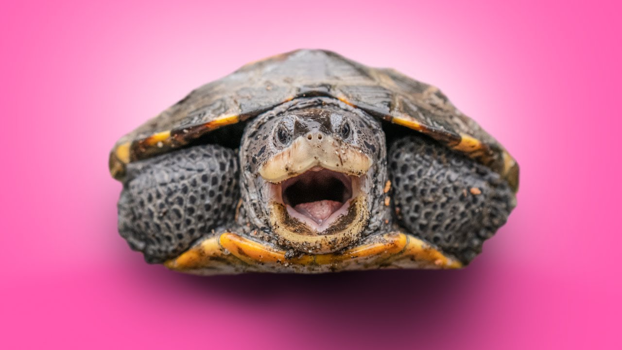 Saving the Diamondback Terrapin! Turtle Conservation as a Family. - YouTube