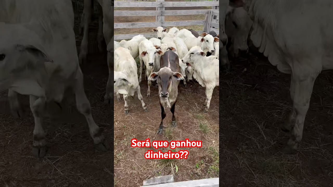 Ganhou no mínimo 1@ por cabeça, como é bom comprar gado magro - YouTube