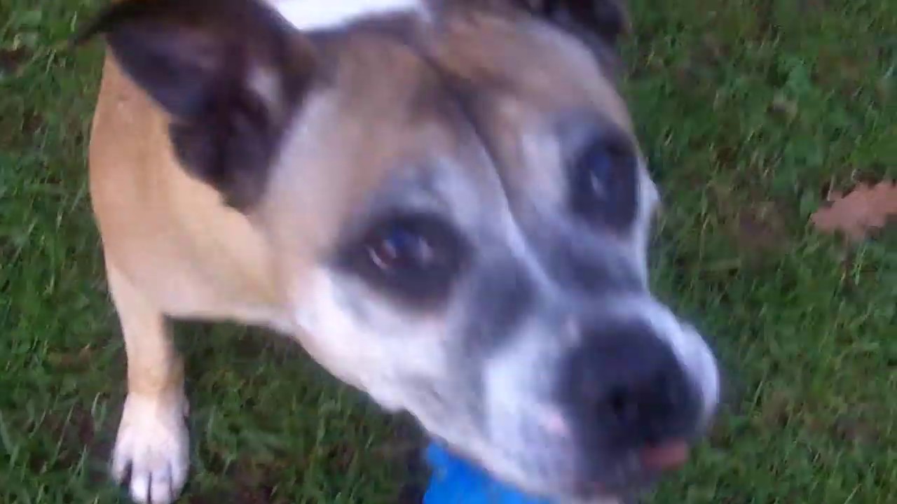 Wonderful Wotzit Staffordshire Bull Pensioner. - YouTube