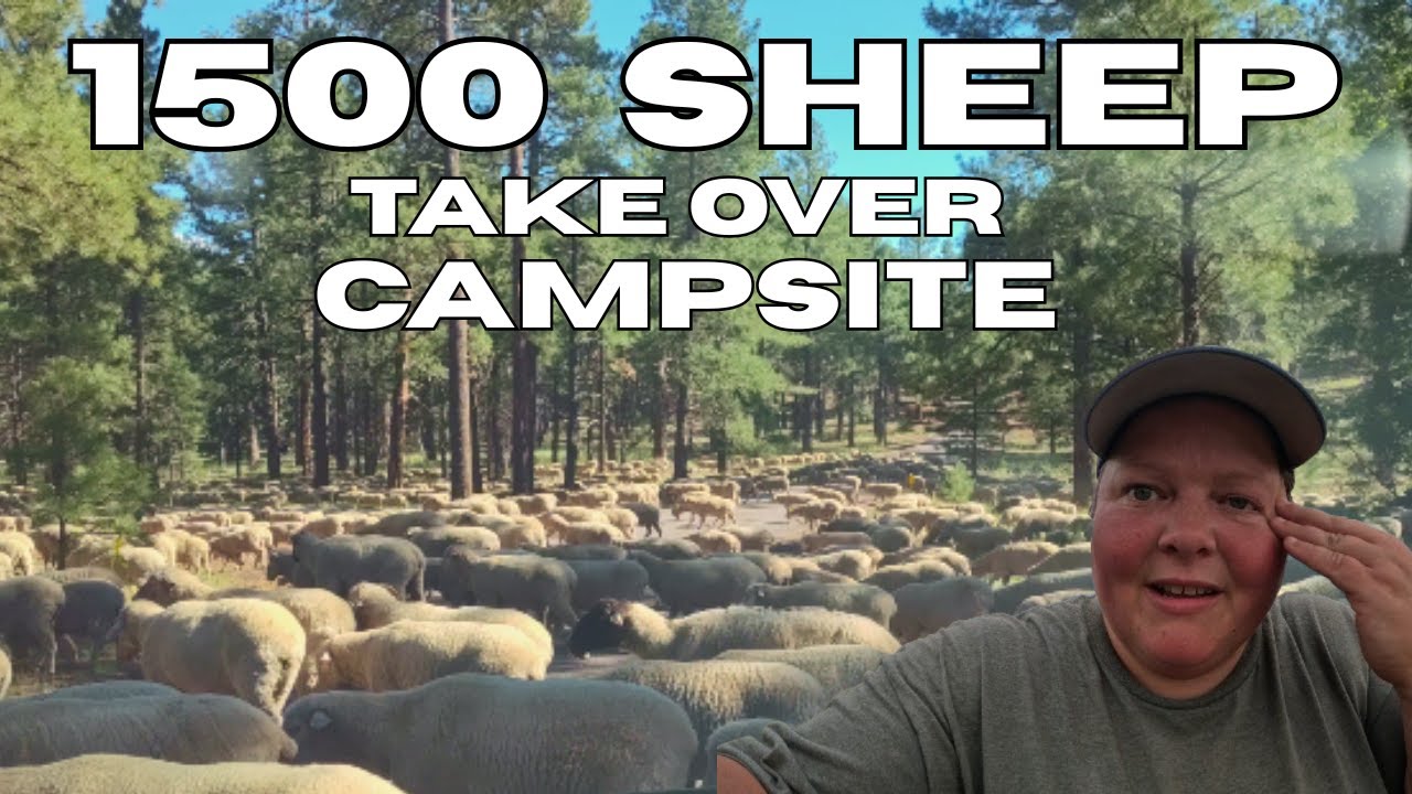 1500 Sheep take over OUR CAMPSITE | Camping in Northern Arizona - YouTube