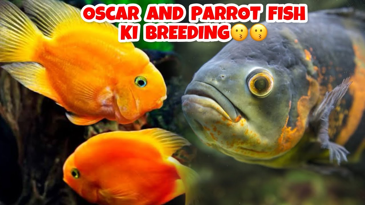 Can we Breed Oscar with Parrot Fish? - YouTube