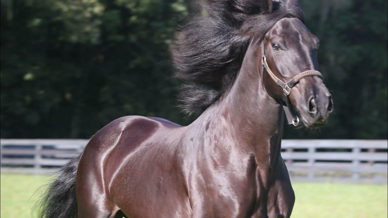 SOLD - MAJOR 2011 Percheron / Morgan Cross Amish Trained Driving Gelding - Florida - YouTube