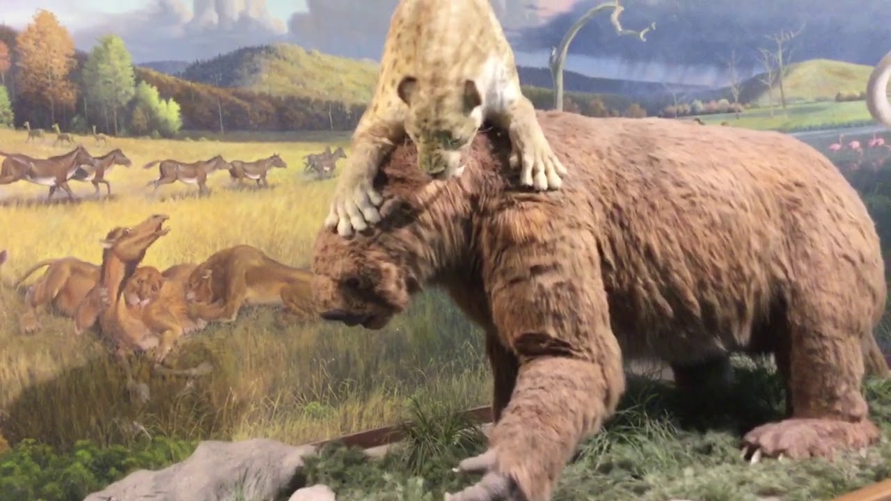 La Brea Tar Pits Animatronic,Smiloden VS Giant Sloth (Includes Sound ...