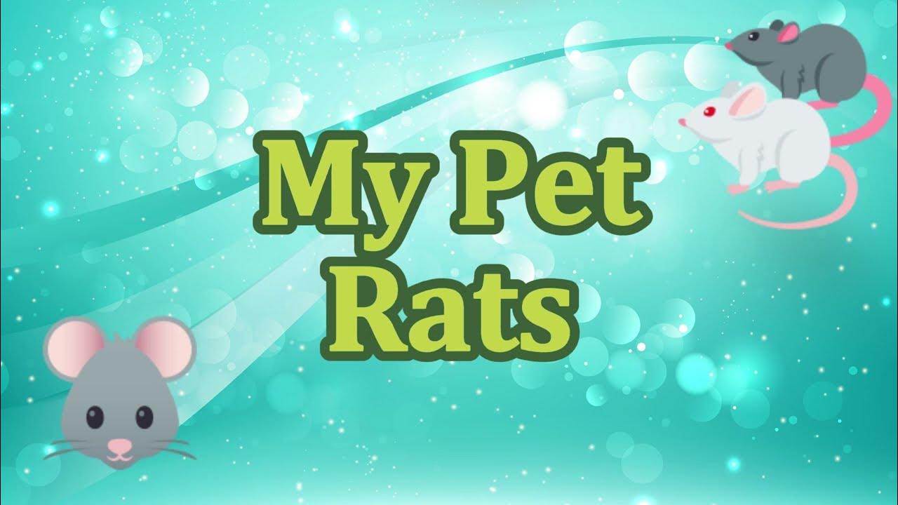 My Pet Rats #023 - YouTube
