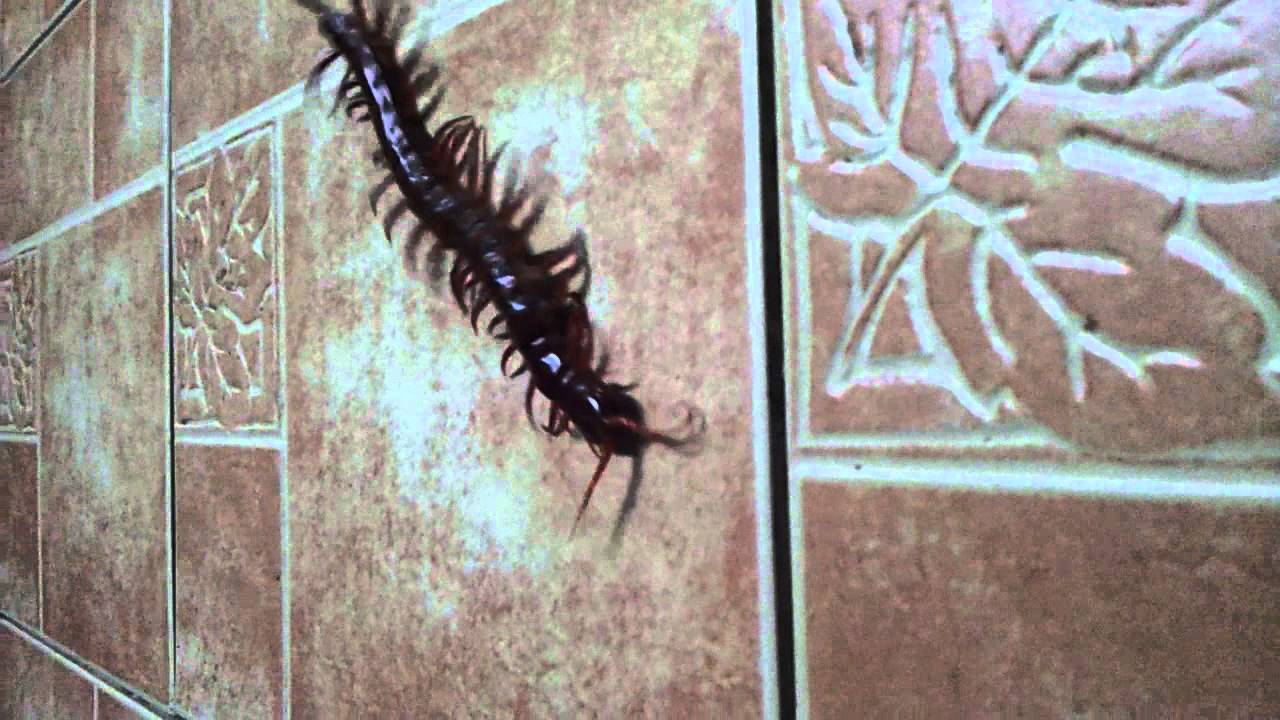 Lipan terbesar di Asia . - YouTube