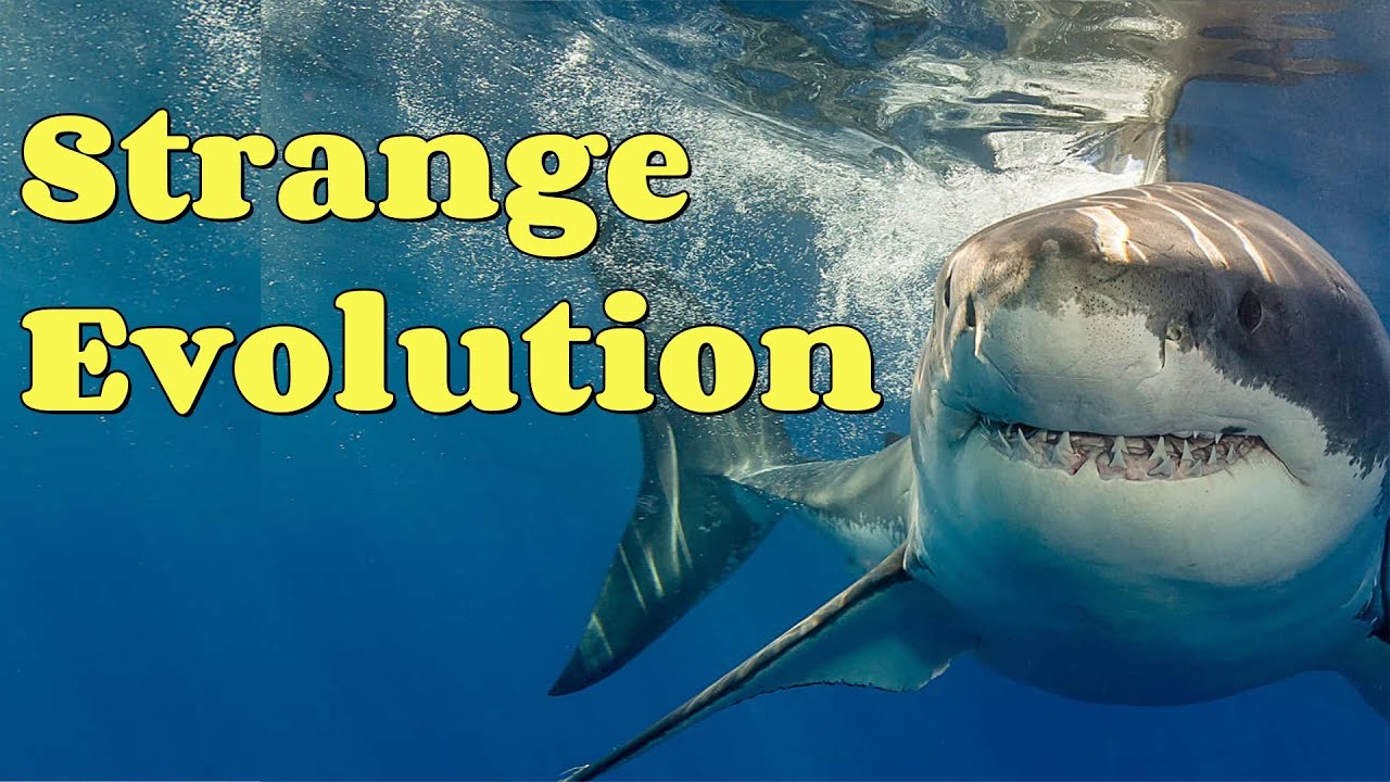 Strange Evolution：The Great White Shark's Top 5 amazing fats you didn't ...
