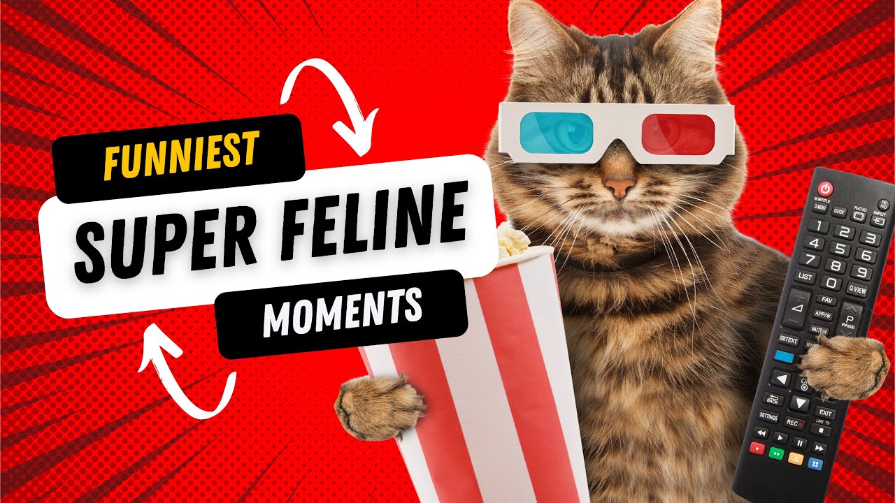 Kitty Capers: Adorable Cats in Their Funniest Moments! - YouTube