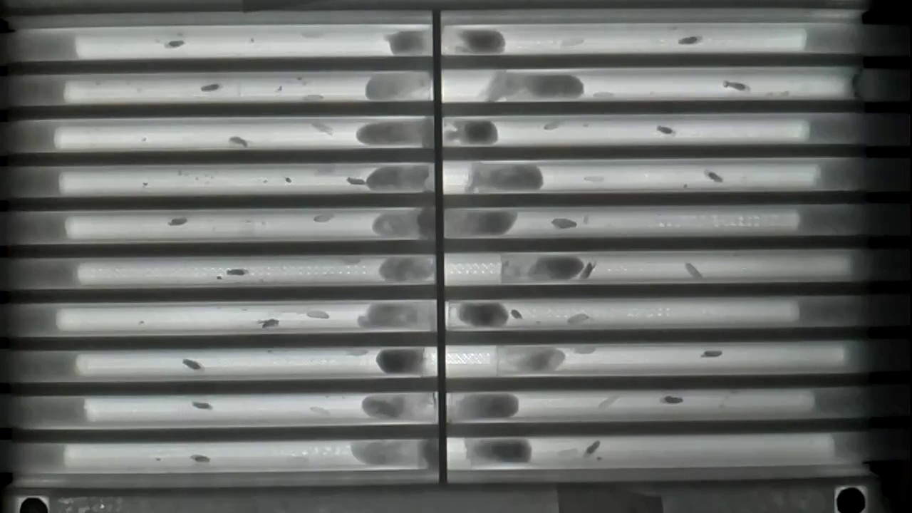 Ethoscope raw video sample - YouTube