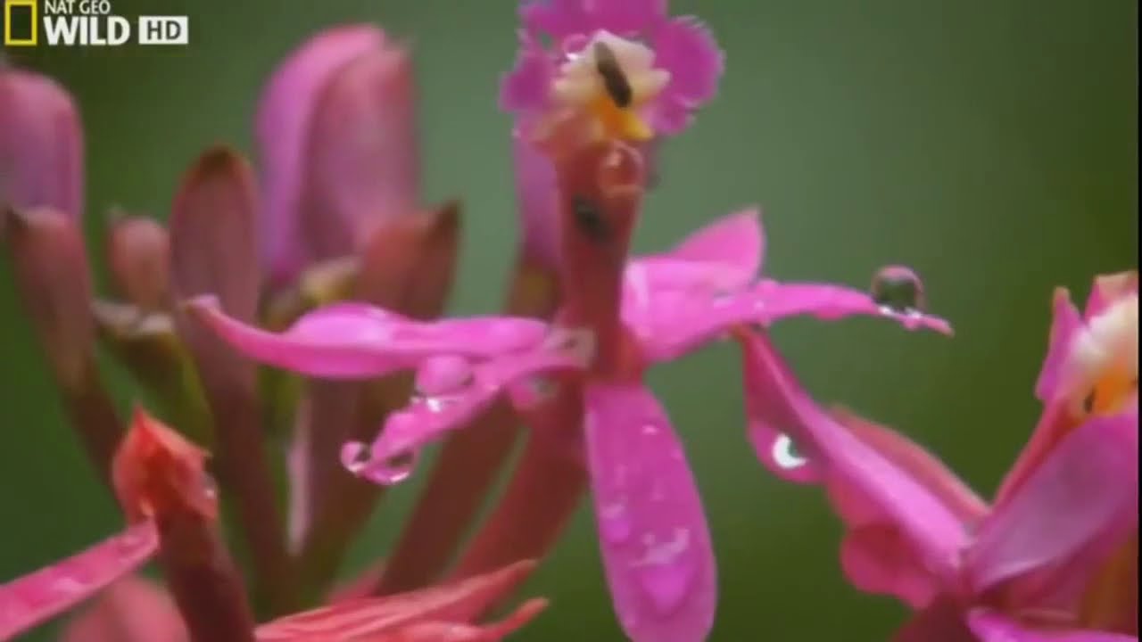 National Geographic Documentary 2020 HD Wild Amazon - YouTube
