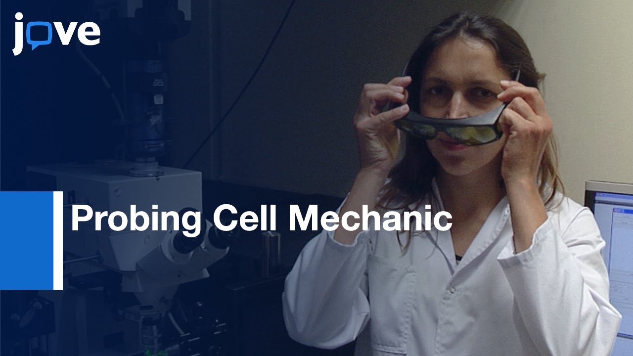 Probing Cell Mechanics with Optical Tweezers in Embryo | Protocol ...