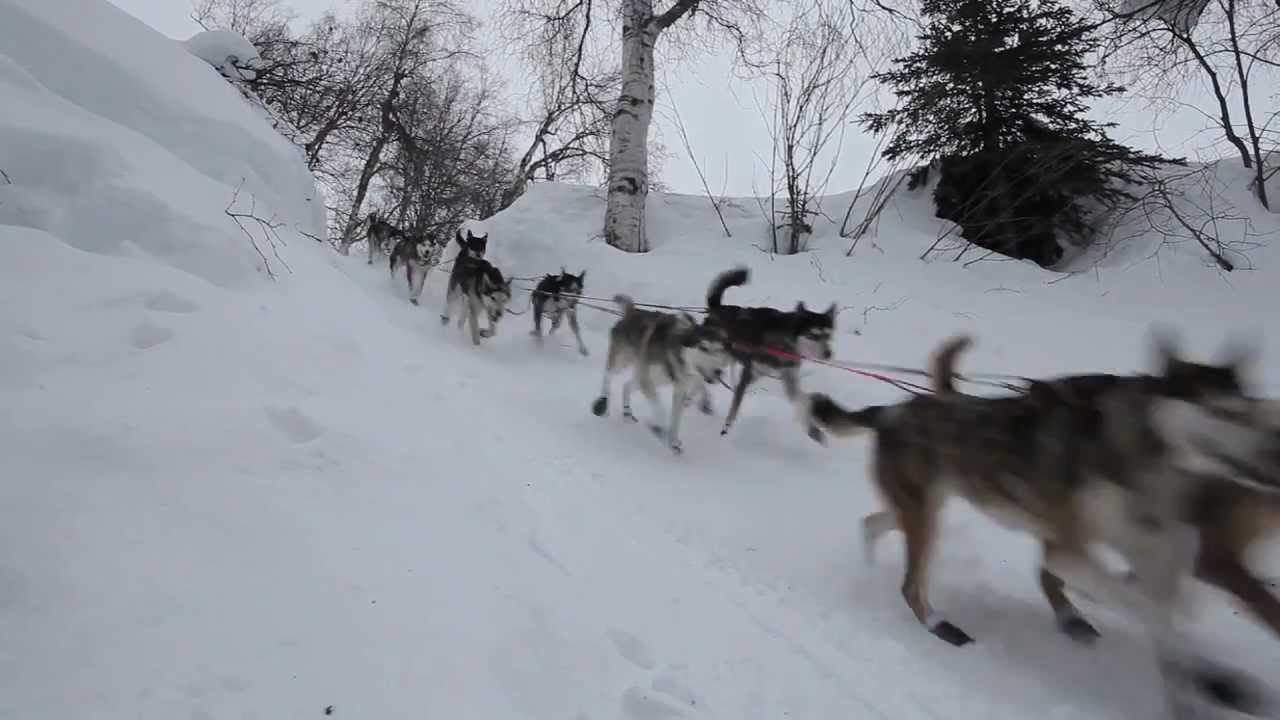 Iditarod 2012: Dog team flying over treacherous Happy River Steps - YouTube