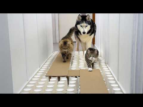 Dogs and Cats Go Through a Maze! Huskies and Kitten sweep away everything in their path