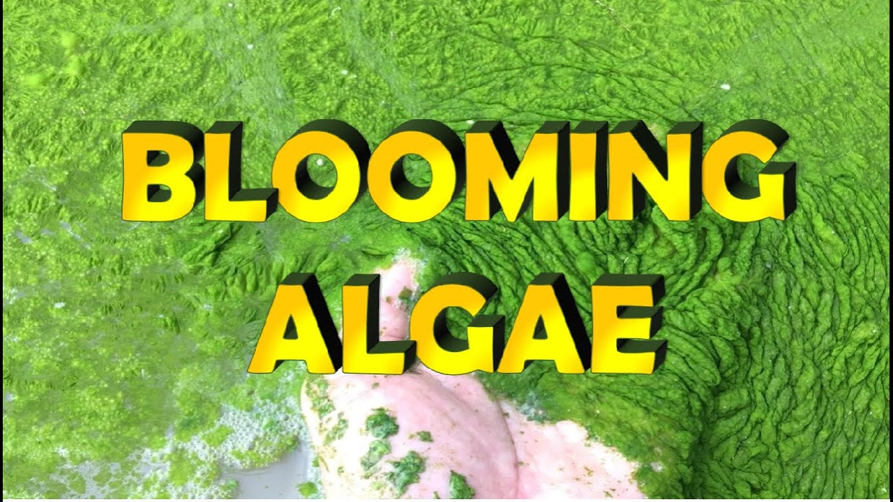 BLOOMING ALGAE - YouTube