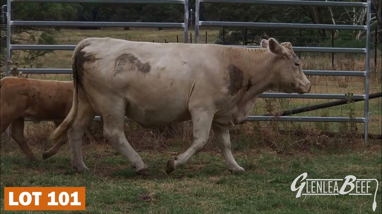 Lot 101 LVH J74 - YouTube