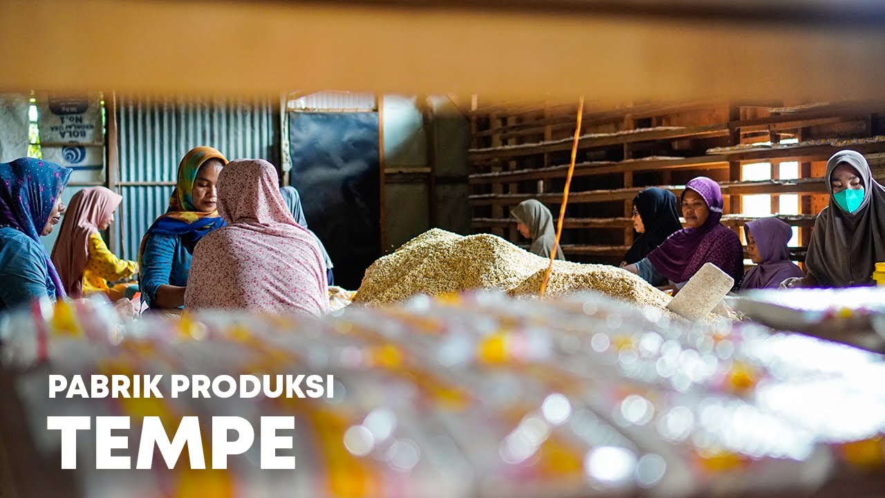 Lebih 1 TON Kedelai Sehari, Proses PEMBUATAN TEMPE Langsung Dari ...
