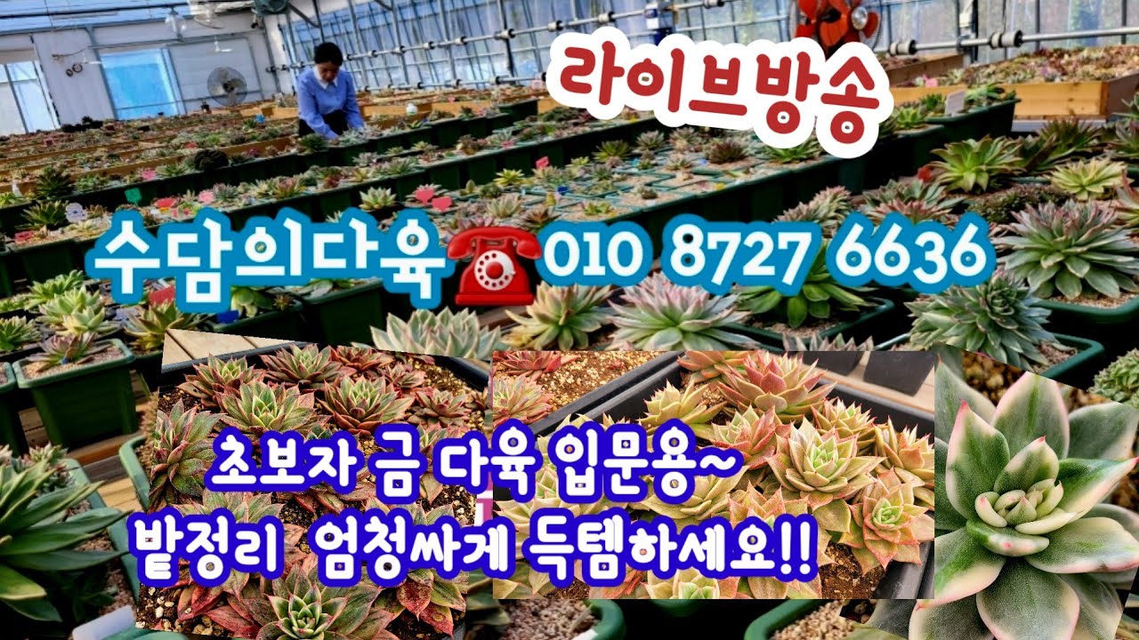 김천에 금다육전문 수담의다육010 8727 6636 💕라이브방송으로 초보자 입문용 금다육판매💗예쁜금 착하게 드려요 Youtube