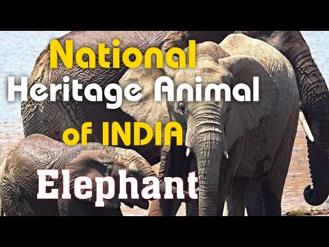 National Heritage Animal of INDIA || Elephant || हाथी 🐘 - YouTube