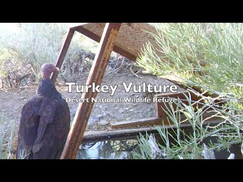 Natural Views of Turkey Vulture Visiting Watering Hole in Desert ...