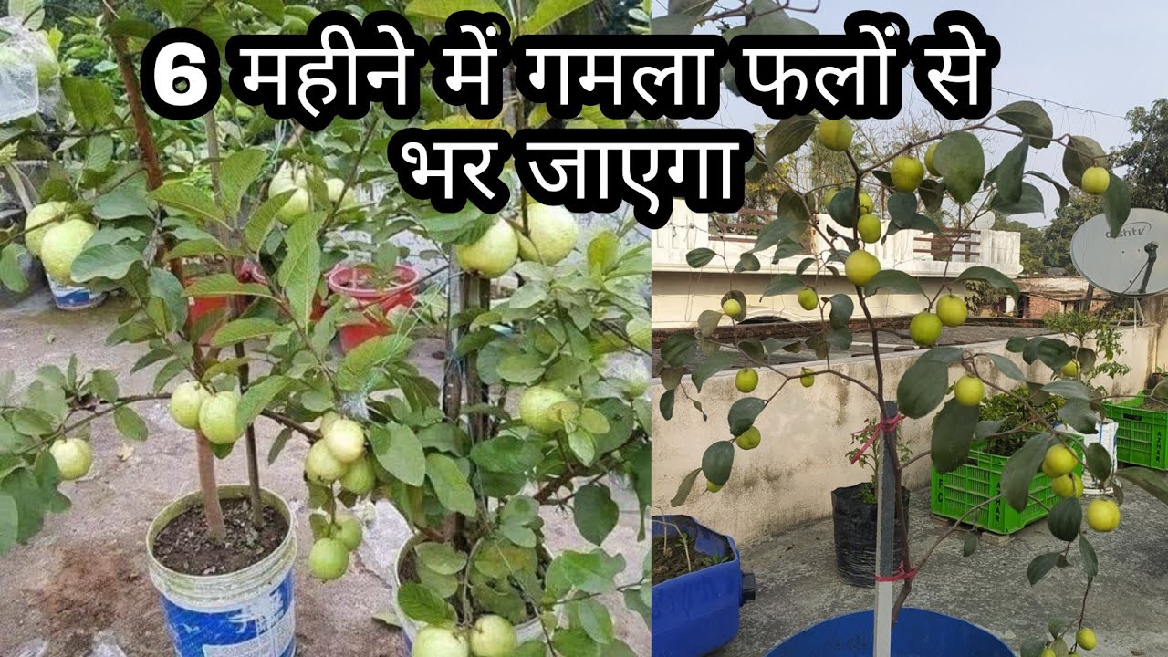 Terrace fruit garden care - YouTube