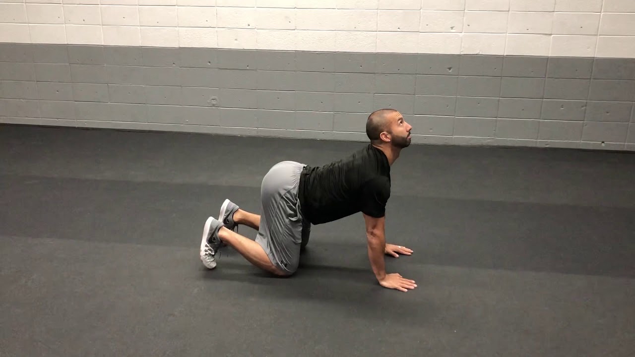 Quadruped - Cat Stretch - YouTube