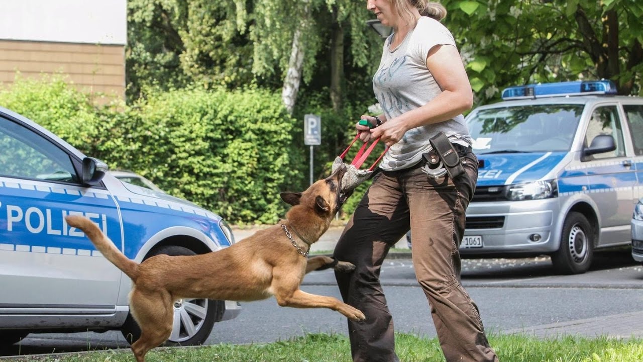 Die Ausbildung zum Polizeihund, Doku (HD) - YouTube