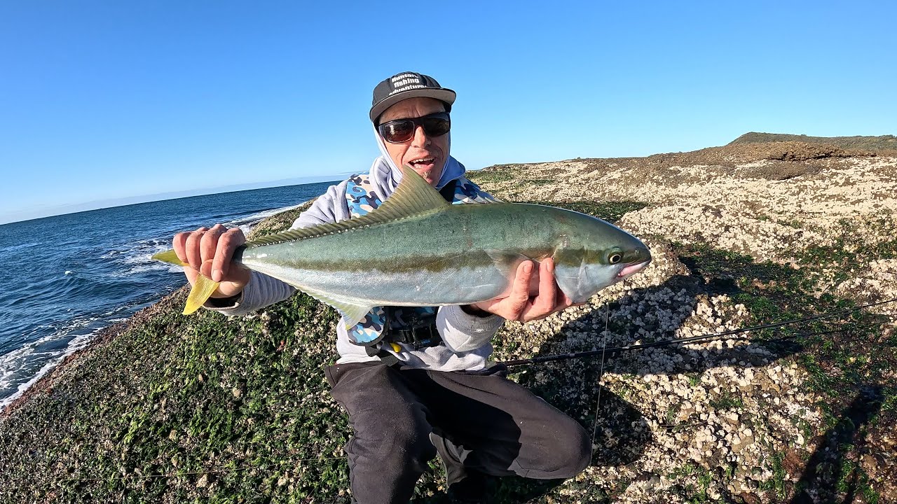 Floating pilchards off the rocks (big results) - YouTube