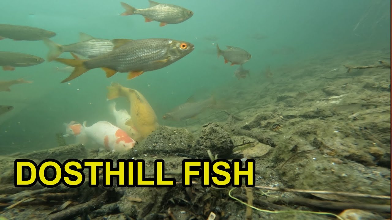 Dosthill Divesite (Fish species) - YouTube