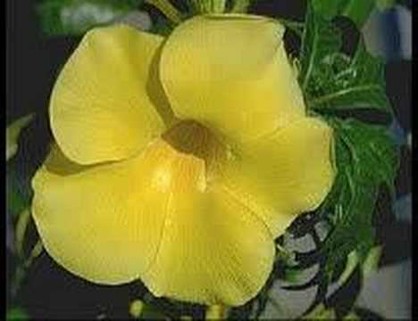 Abdurrahman Önül - Resul'ün Gülleri