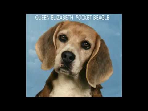 QUEEN ELIZABETH POCKET BEAGLE - mid-size dog breed - YouTube
