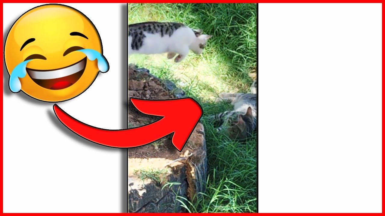 Two Adorable Cats Playing Together Playfully - YouTube