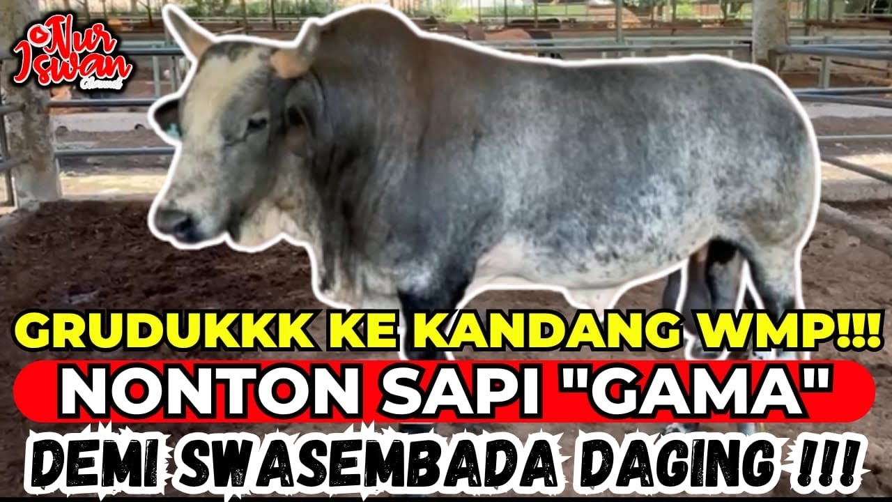 Grudukkk..Kandang PT Widodo Makmur Perkasa [WMPP], Liat Rumpun Sapi ...