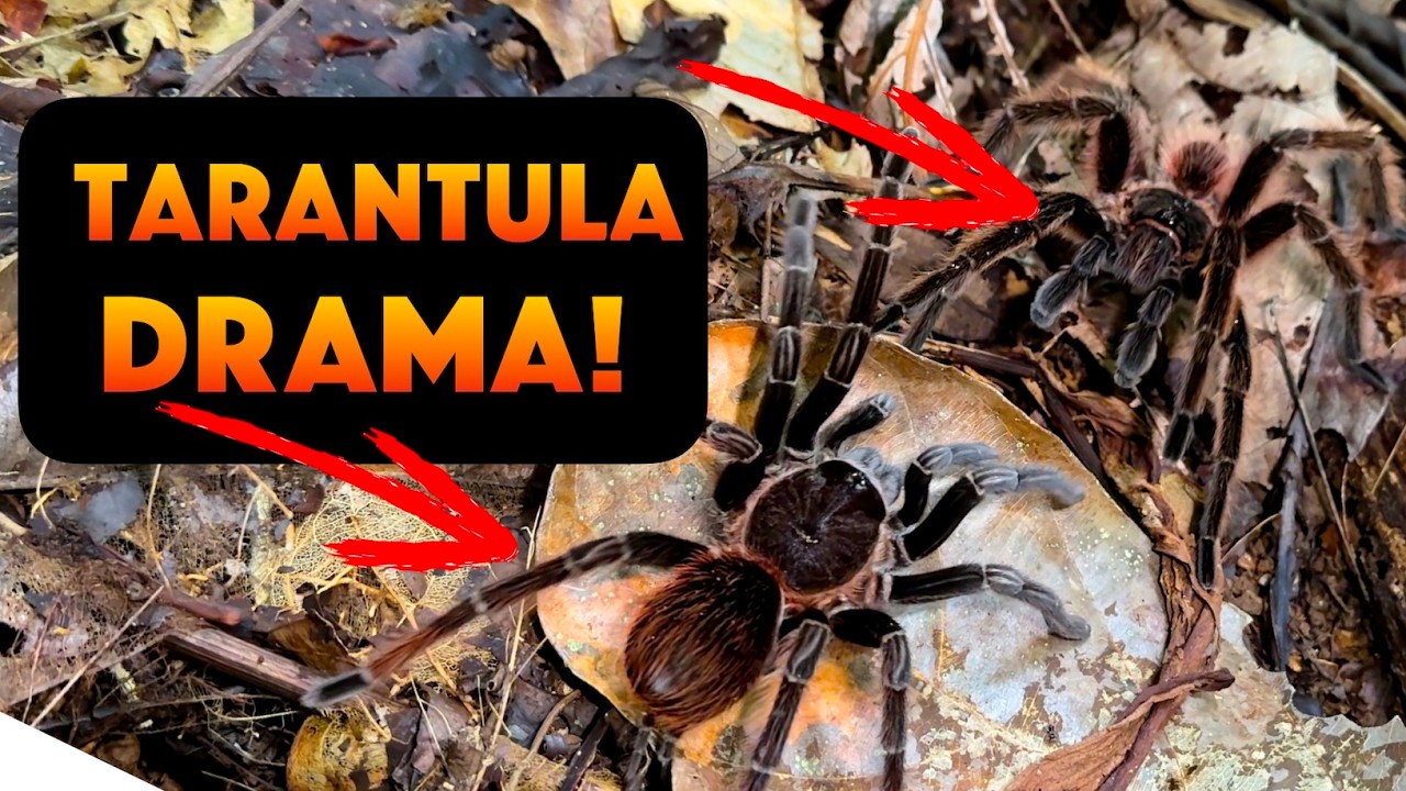 Dramatic Tarantula Mating Ritual Caught on Camera! - YouTube