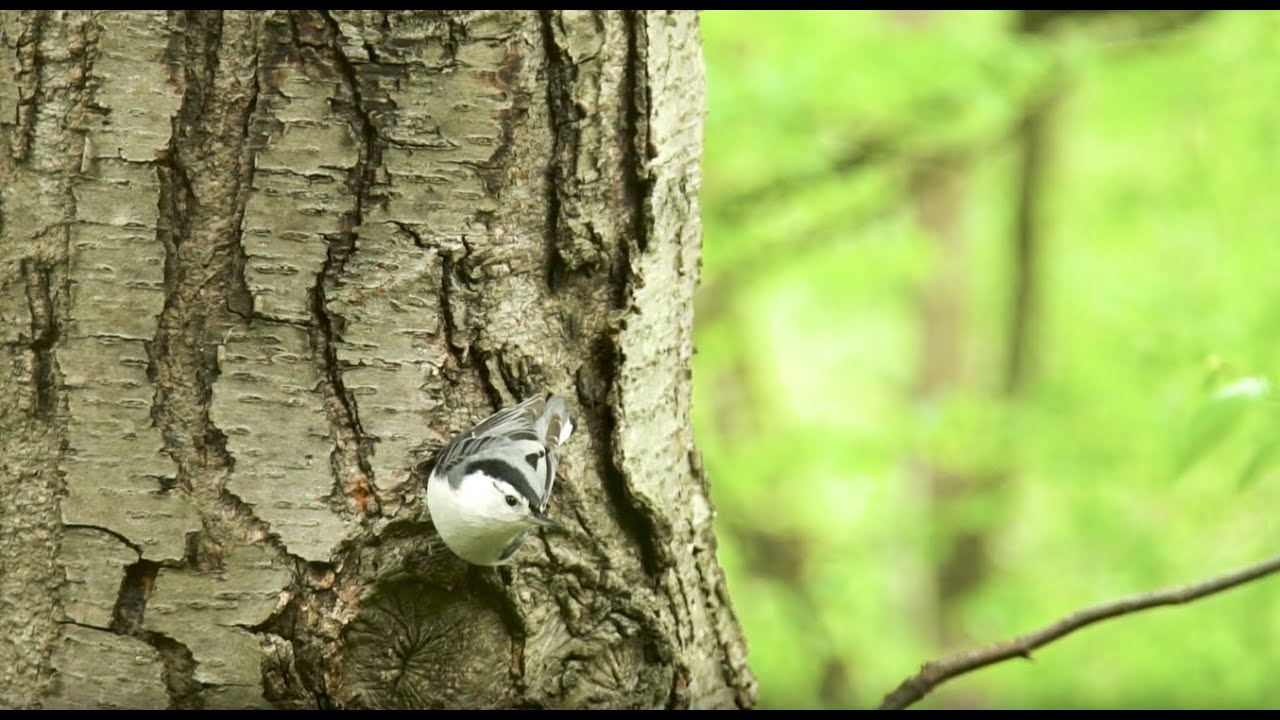 Spark Bird – Birdwatching Backpacks at FVRL - YouTube