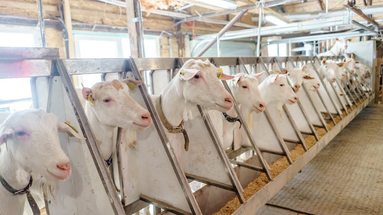 Goat Farming Profit | Tips to Boost and Maximize - YouTube