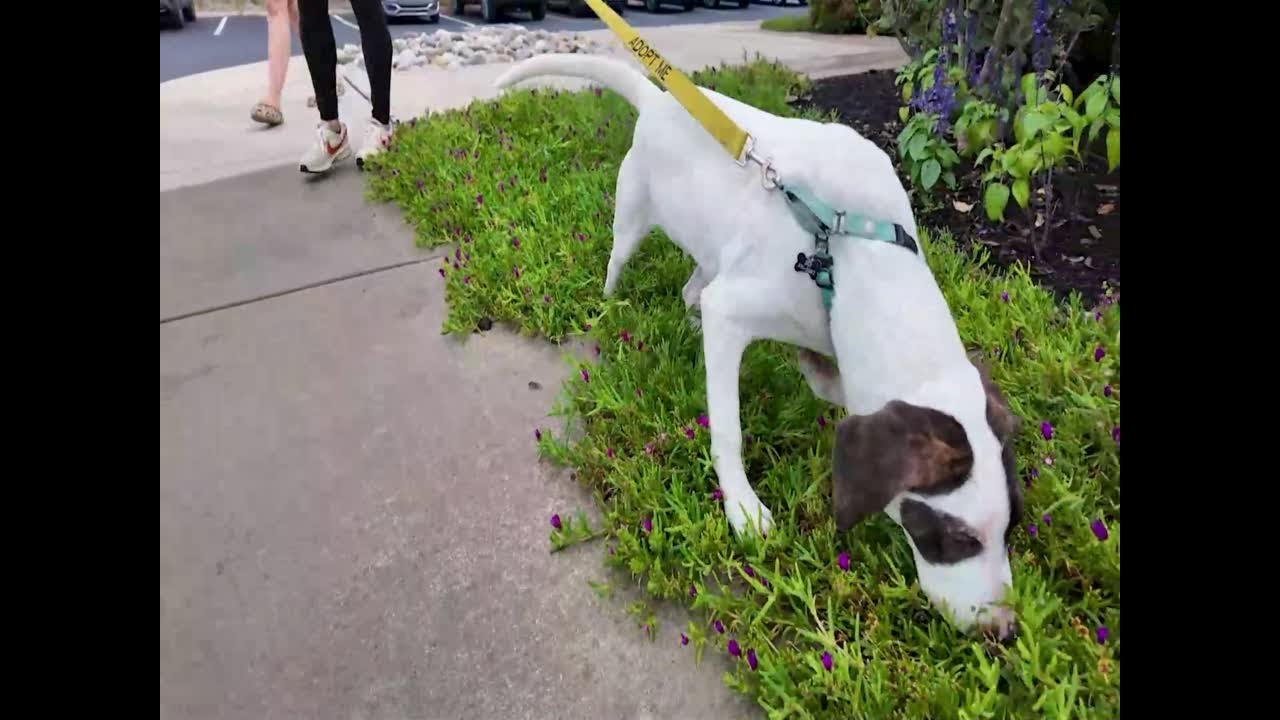 Paige Marley Introduces Barkley: A Sweet 6-Month-Old Hound Mix Looking ...