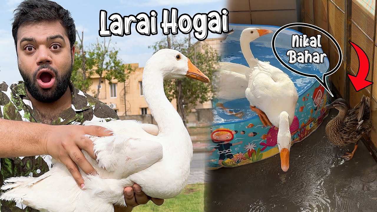 White Ducks Aa Gayi 😍| New Ducks Aur Dolly Ki Larai Hogai 😱| Swimming ...