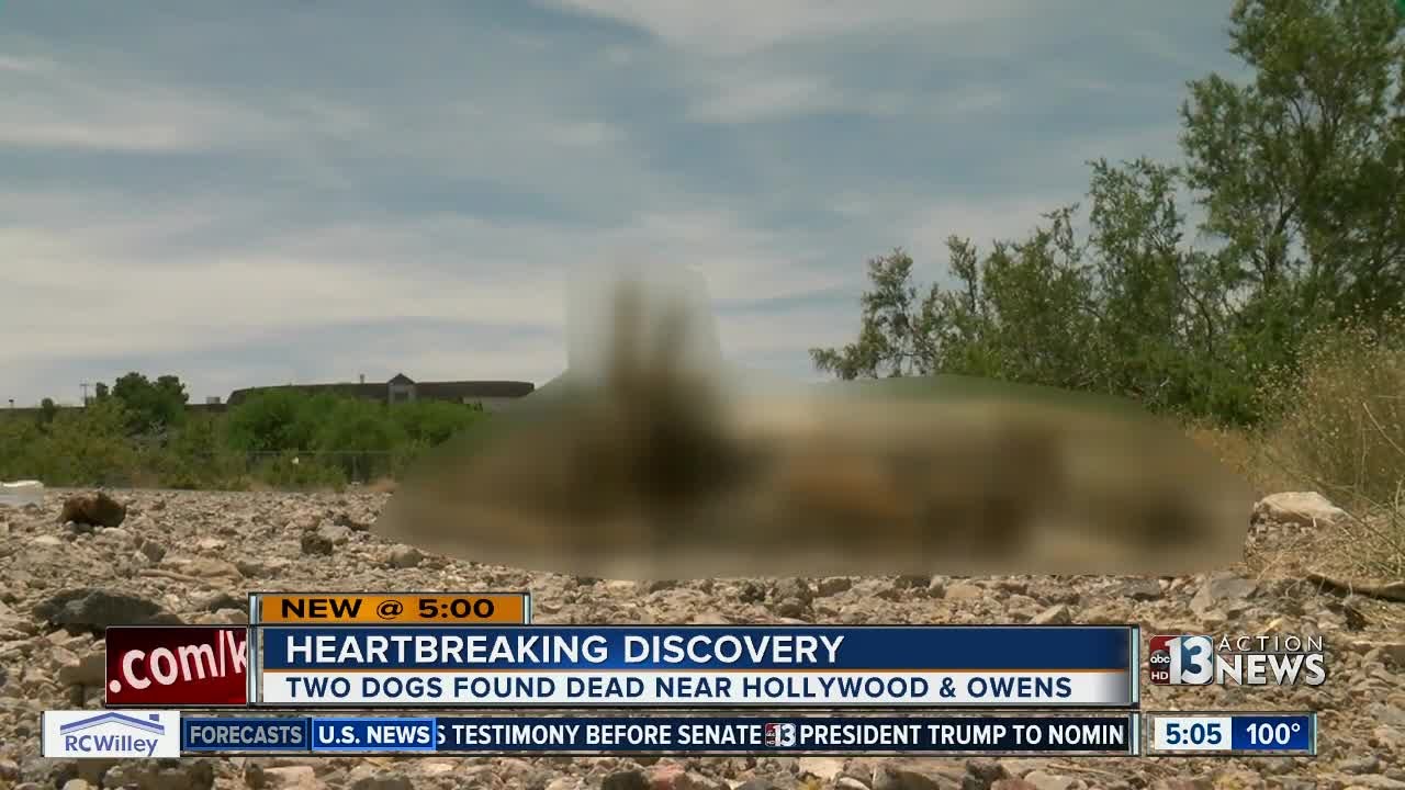 Two German shepherds discovered dead on east side - YouTube