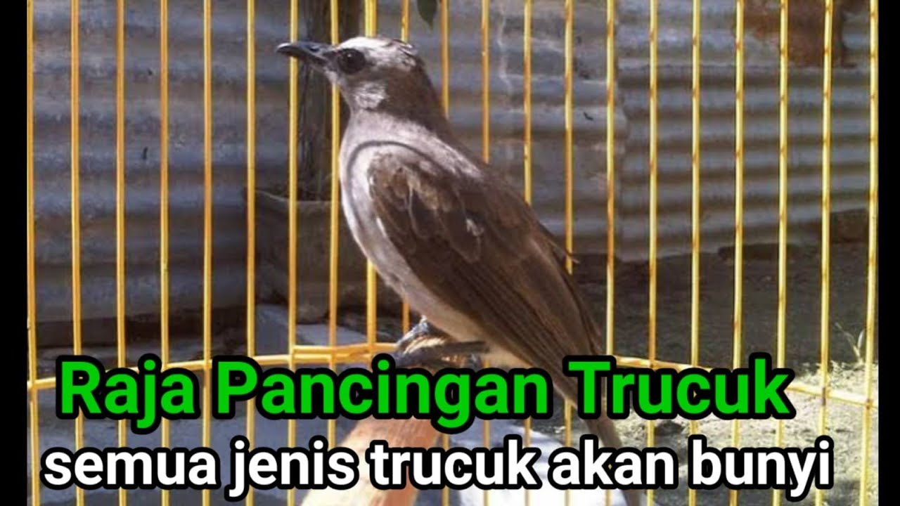 pancingan trucukan agar bunyi dan cepat ropel - YouTube