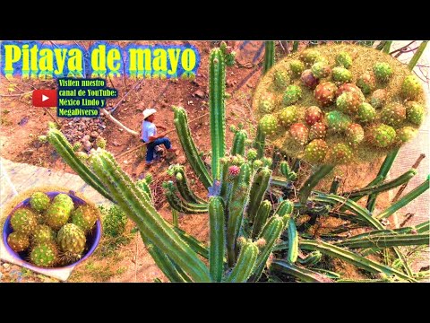 Las Mejores PITAYAS de Mayo 🌵 Fruta Exotica de México 🌎 👍 - YouTube