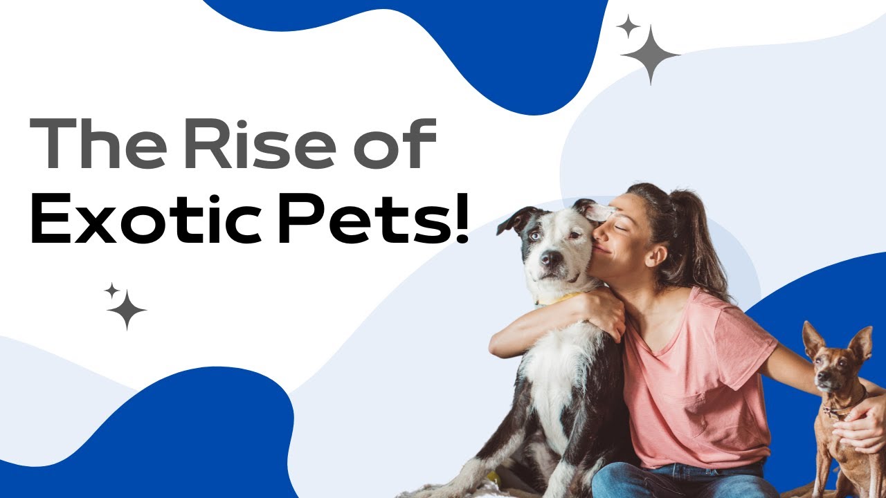 Why Unique Pets Are Taking Over! Exploring the Fascination with Exotic ...