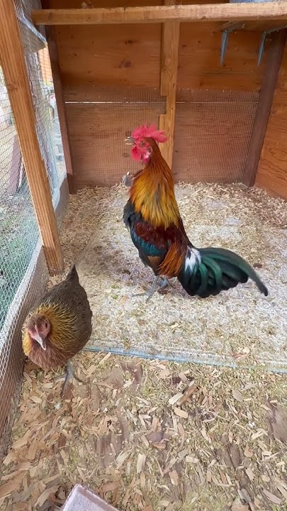 red jungle fowl crowing, ntsuag qaib dib qaib qus - YouTube