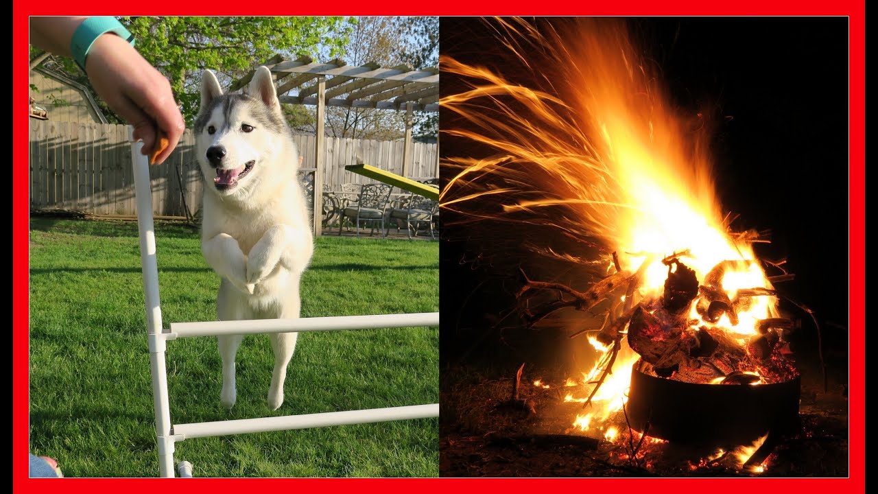 AGILITY DOGS and BIG FIRE - YouTube