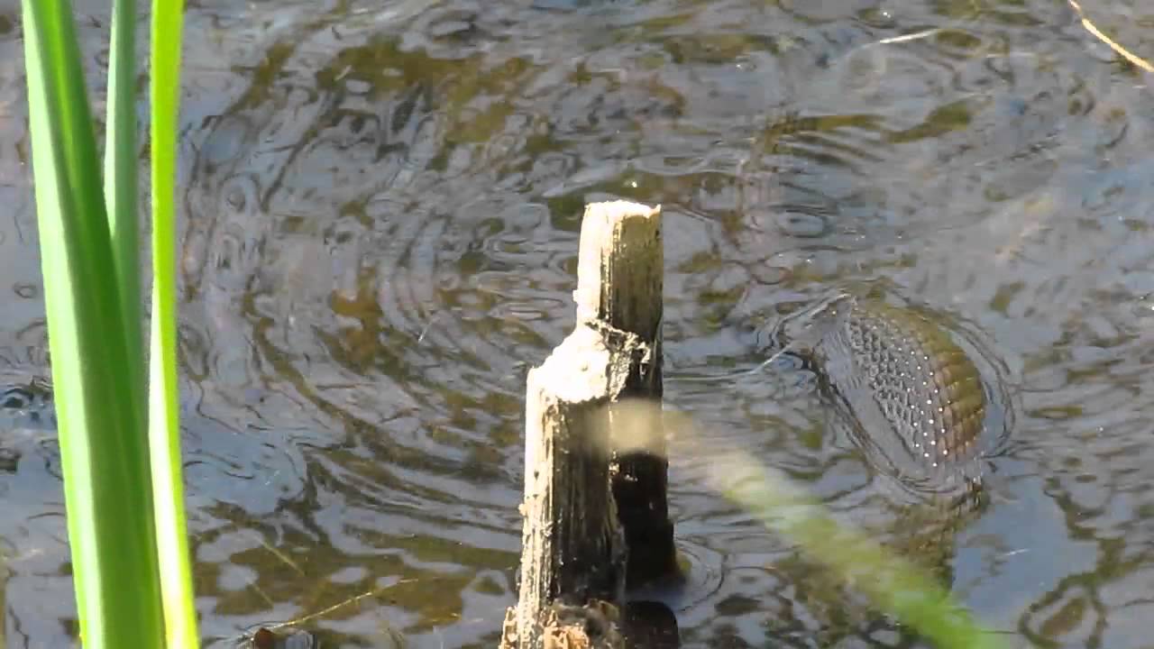 Mating Northern Water Snakes on Cape Cod 6.7.11 - YouTube