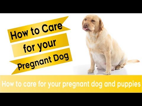 How To Take Care Of A Pregnant Labrador Retriever