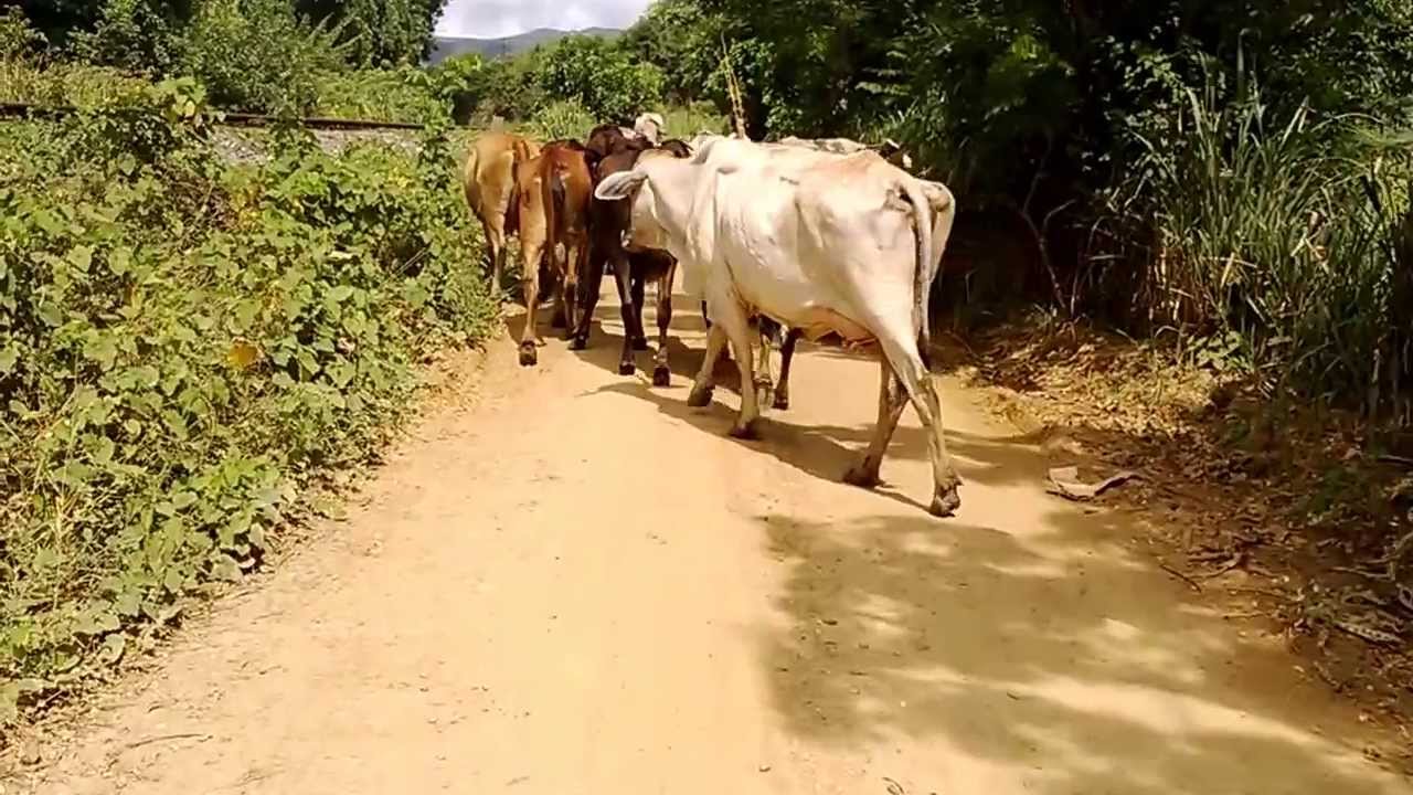 Tocando as vacas pelo caminho levando ao pasto. - YouTube